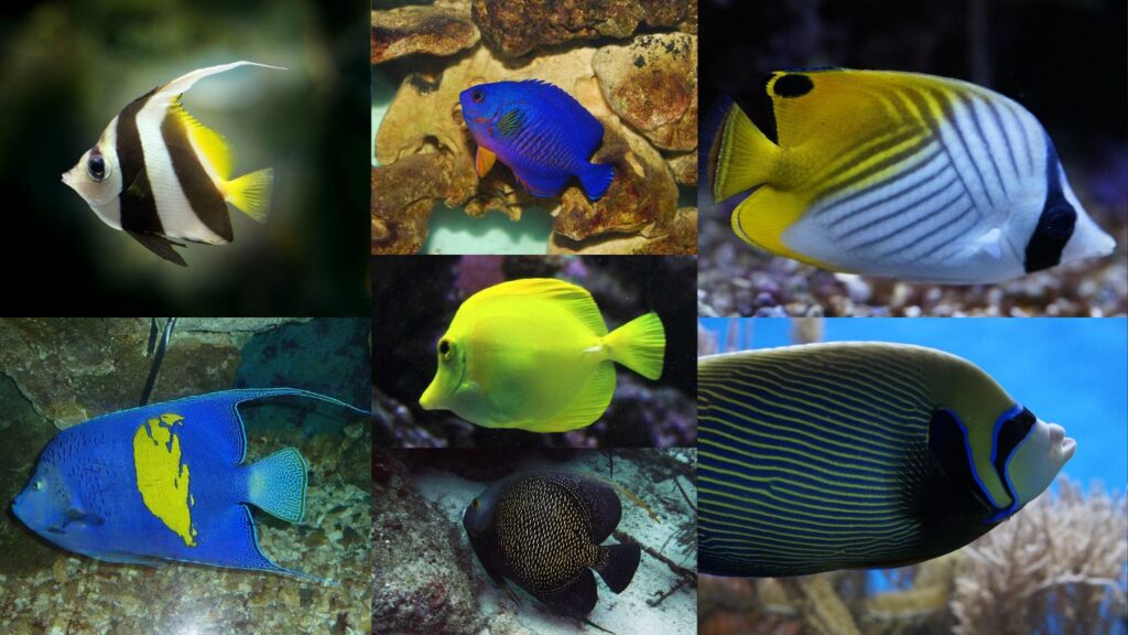 Discover the Angel Fish: Characteristics, Habitat, and More - NatureGeeky