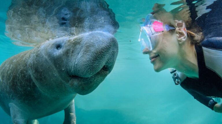 Are Manatees Dangerous ?: Here's What You Need to Know - NatureGeeky