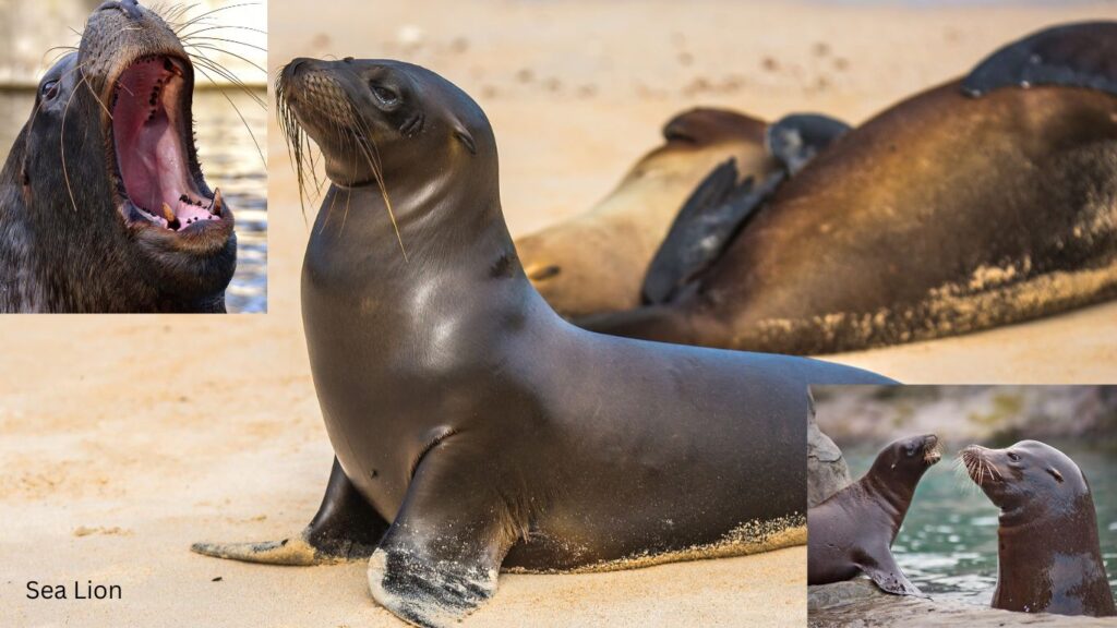 From Shore to Surf: The Extraordinary World of Sea Lions - NatureGeeky
