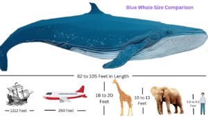 Blue Whale Size Comparison: Exploring the Enormity of These Majestic ...