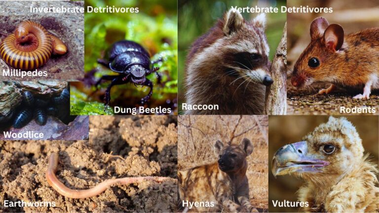 Detritivores Definition Defined: From Waste to Wonder in Our Ecosystem ...