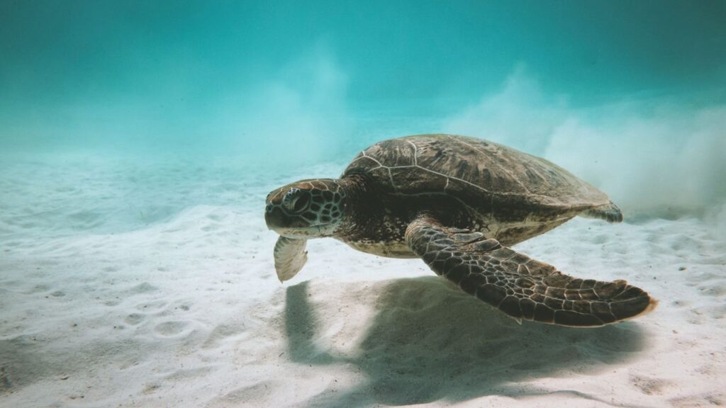 Sea Turtles: The Importance of Preserving their Habitats - NatureGeeky
