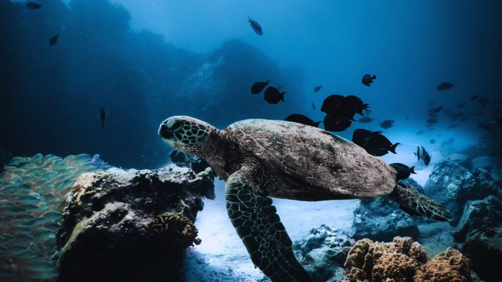 Sea Turtles: The Importance of Preserving their Habitats - NatureGeeky