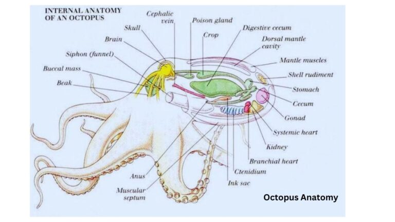How Many Hearts Does An Octopus Have ? The Octopus Secrets Leaked ...