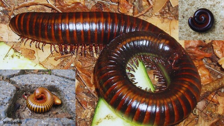 Detritivores Definition Defined: From Waste to Wonder in Our Ecosystem ...