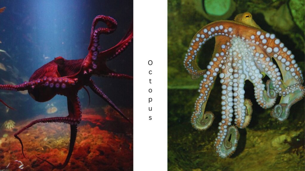 How Many Hearts Does An Octopus Have ? The Octopus Secrets Leaked ...