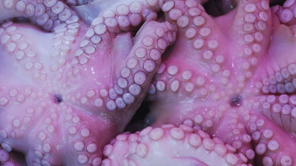 How Many Hearts Does An Octopus Have ? The Octopus Secrets Leaked ...