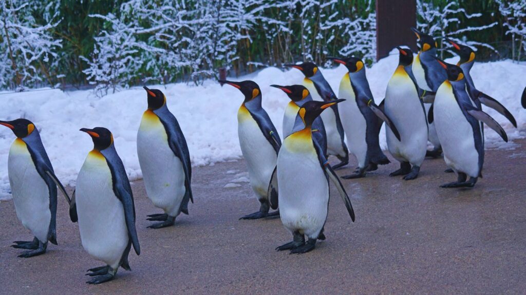 From Krill to Squid: What Do Penguins Eat ? - NatureGeeky