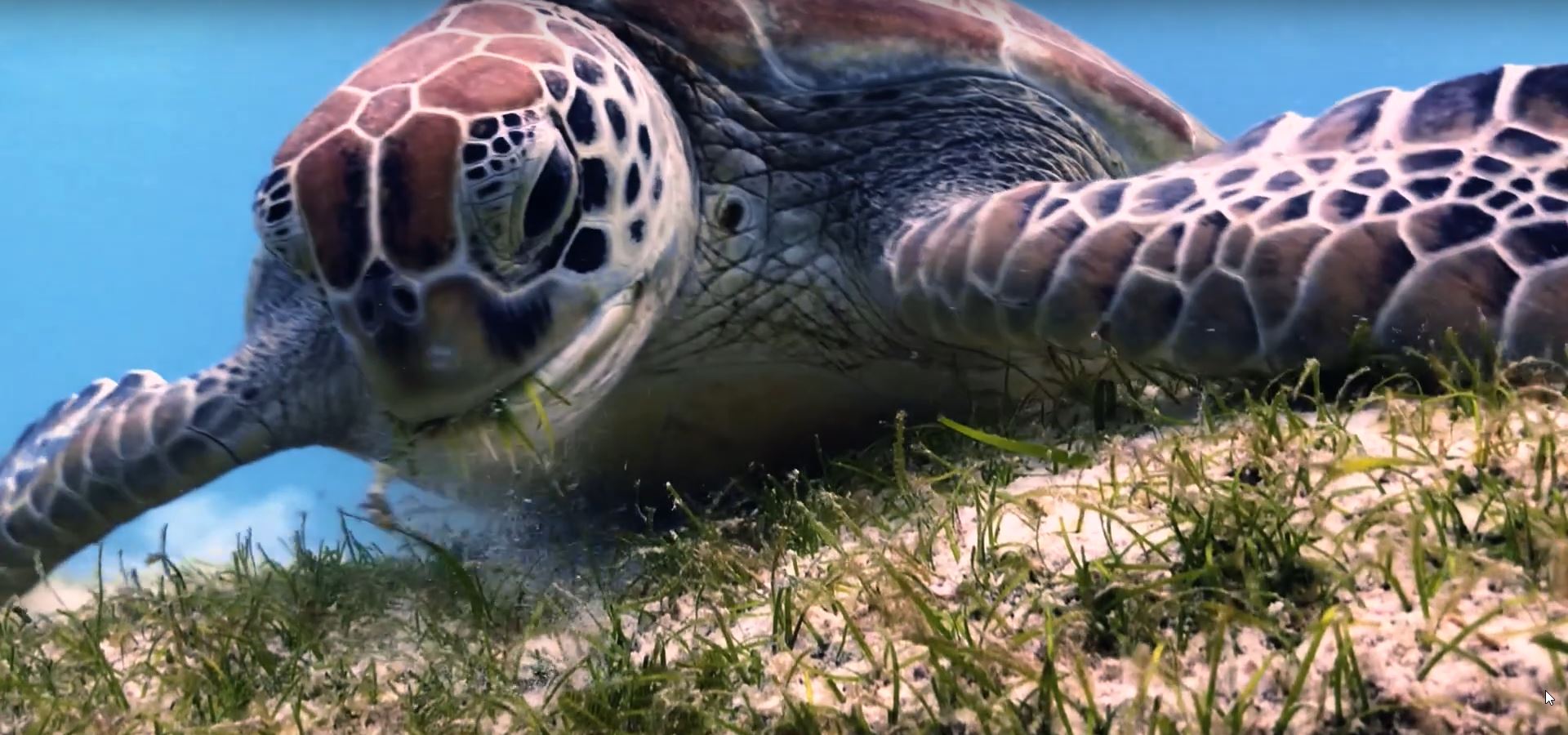 Sea Turtles: The Importance of Preserving their Habitats - NatureGeeky