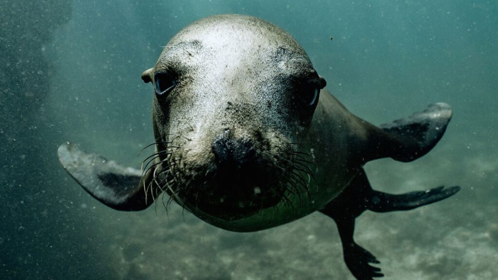 From Shore to Surf: The Extraordinary World of Sea Lions - NatureGeeky