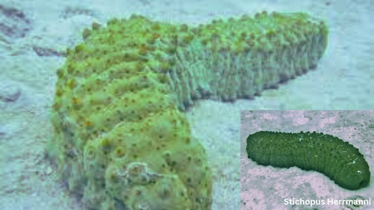 Suspension Feeding in Focus: The Unique Filter Feeding Strategies of ...