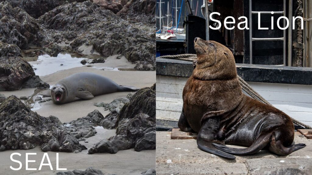 Are Seals Sea Lions: Decoding the Differences - NatureGeeky