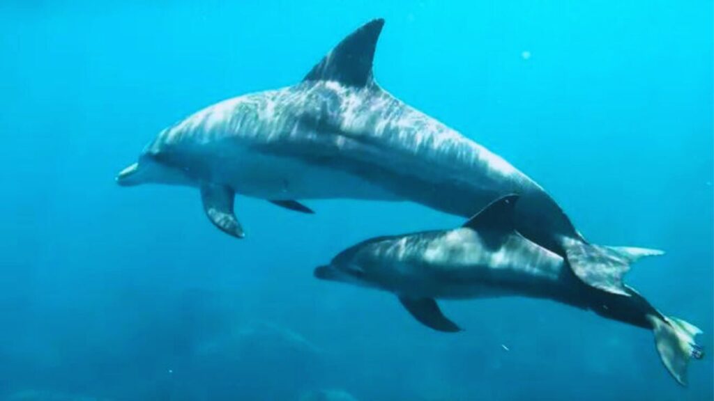 Dolphin Fish: Also known as Mahi-Mahi or Dorado - NatureGeeky