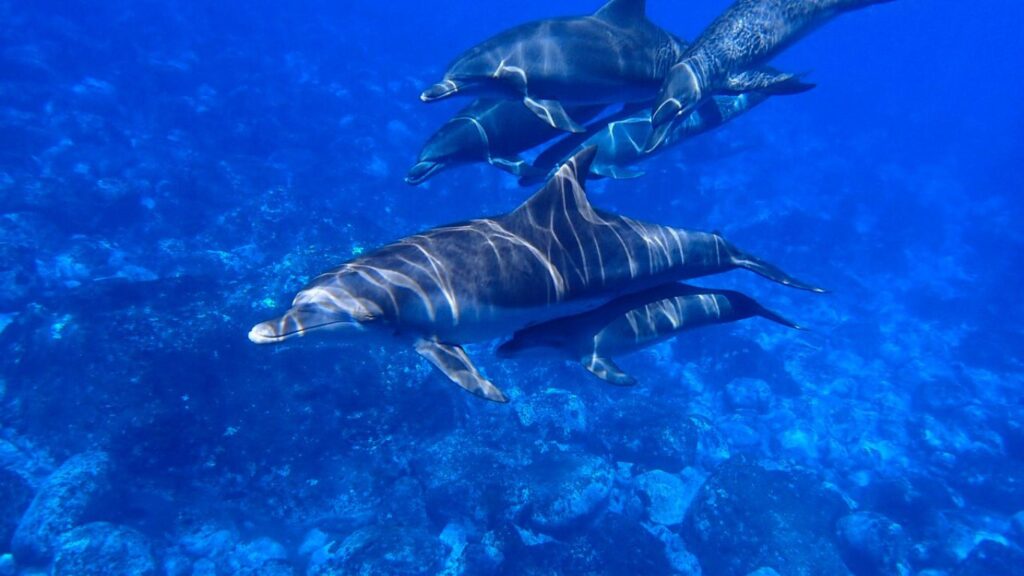 Dolphin Fish: Also known as Mahi-Mahi or Dorado - NatureGeeky
