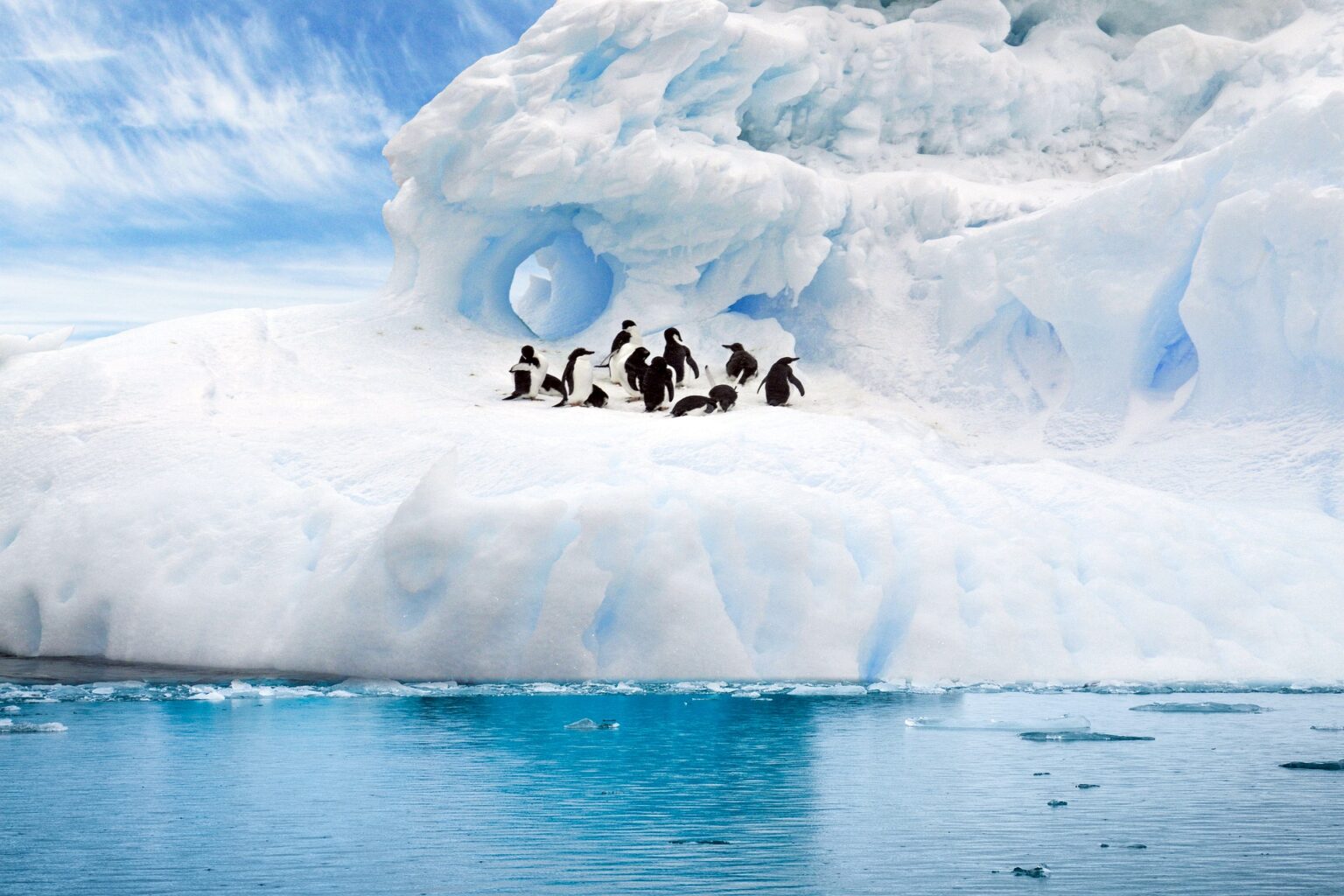 From Krill to Squid: What Do Penguins Eat ? - NatureGeeky