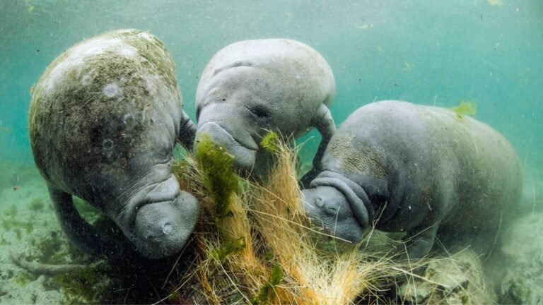 What Do Manatees Eat ? Feasting with the Gentle Giants - NatureGeeky