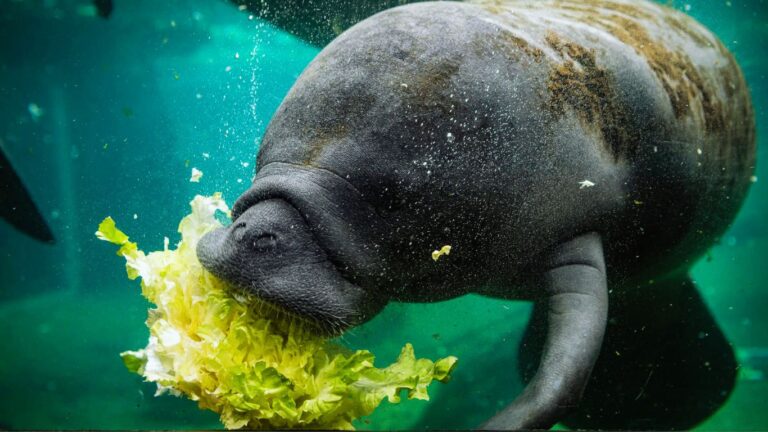 What Do Manatees Eat ? Feasting with the Gentle Giants - NatureGeeky