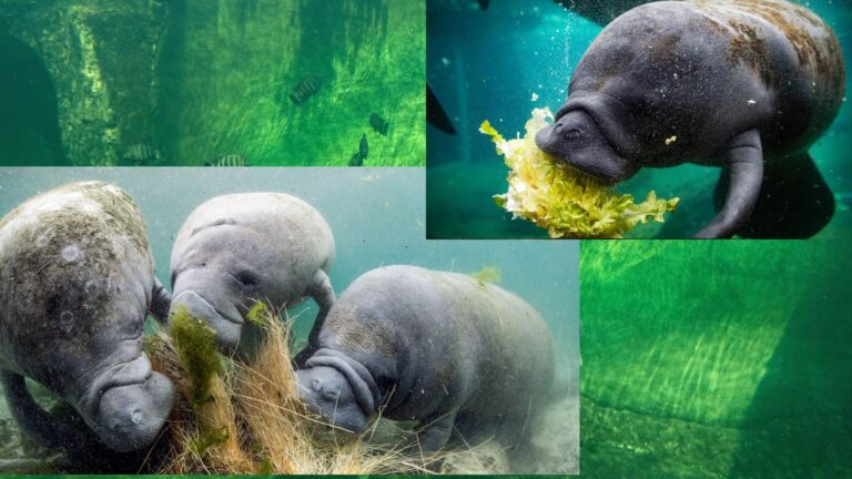What Do Manatees Eat ? Feasting with the Gentle Giants - NatureGeeky